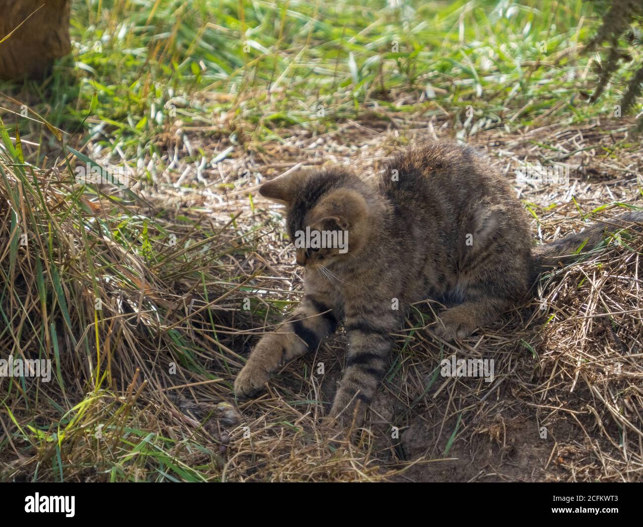 Young Scottish Wildcat Stock Photo - Alamy
