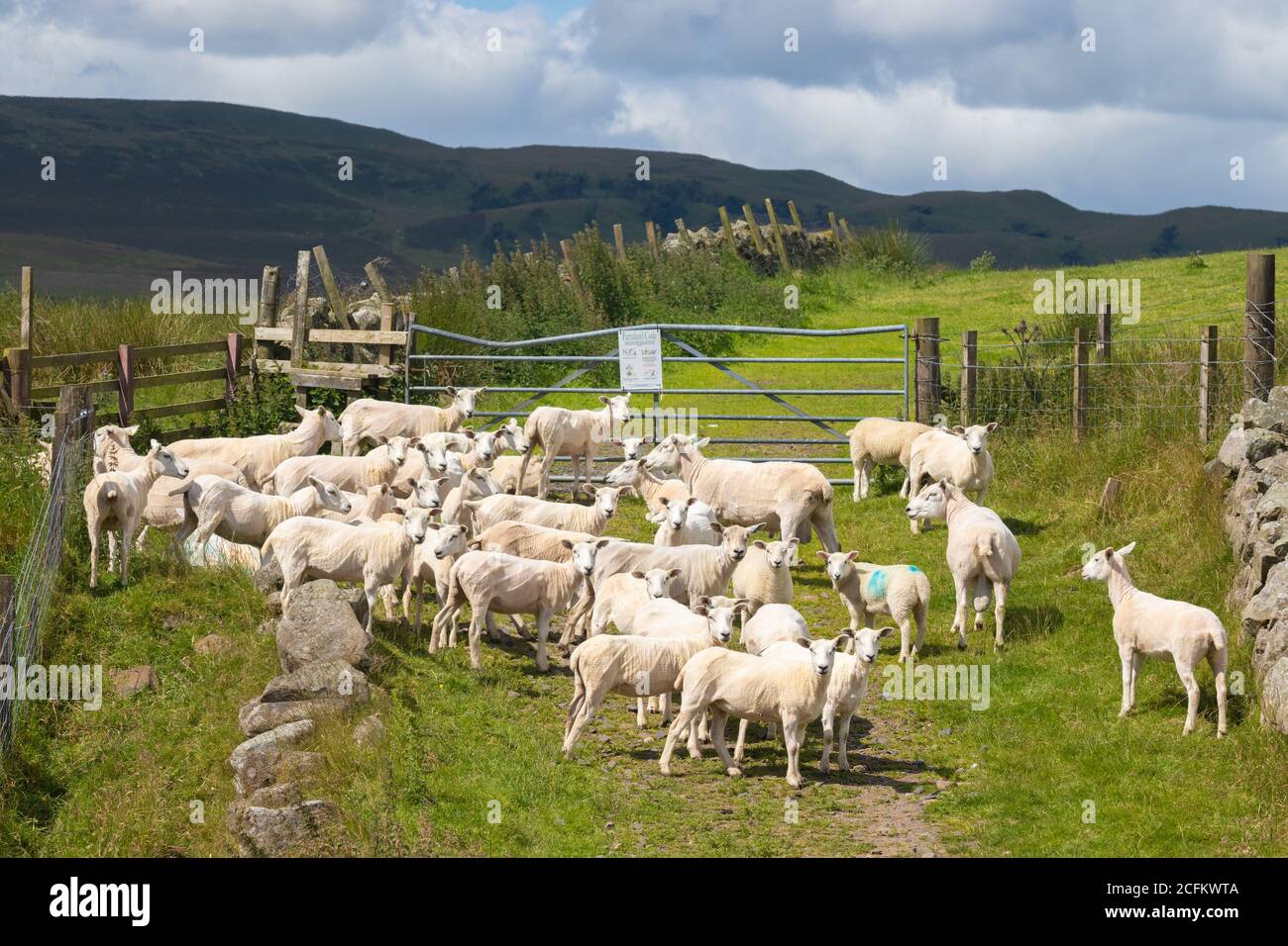 A flock of freshly shorn sheep Stock Photo - Alamy