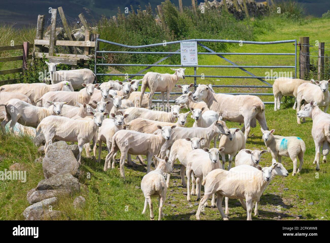 Shorn animals hi-res stock photography and images - Alamy