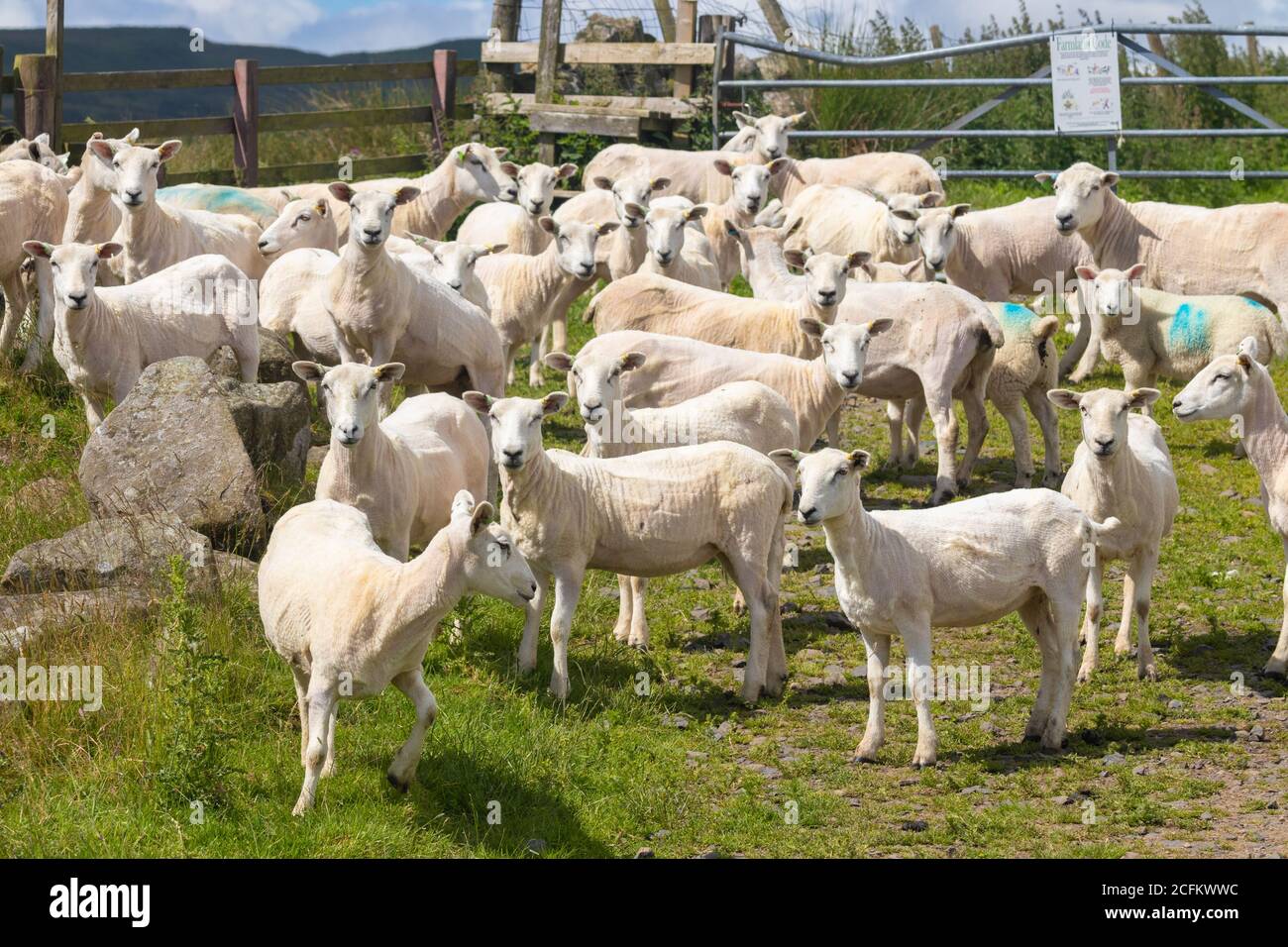 A flock of freshly shorn sheep Stock Photo - Alamy