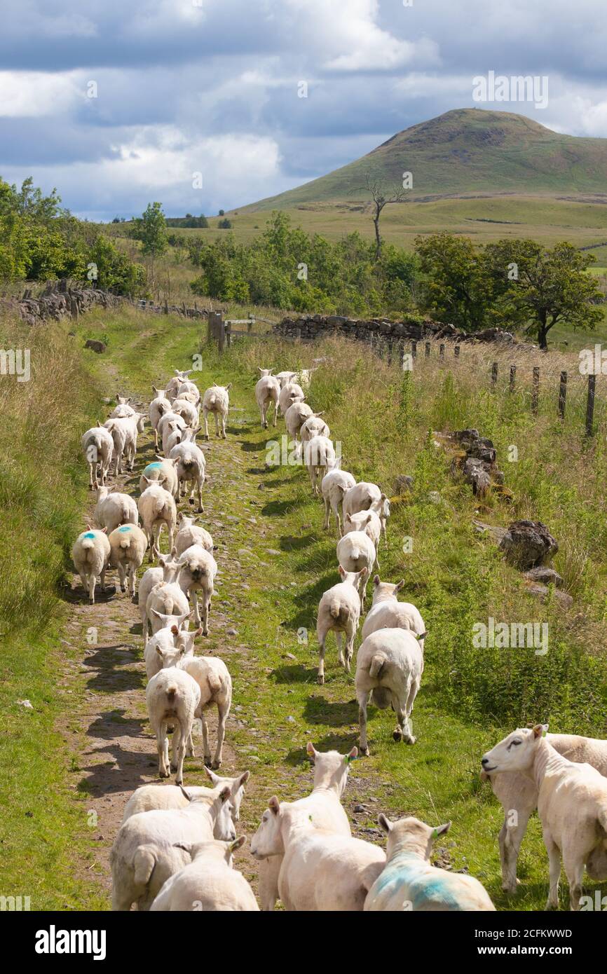 A flock of freshly shorn sheep Stock Photo - Alamy