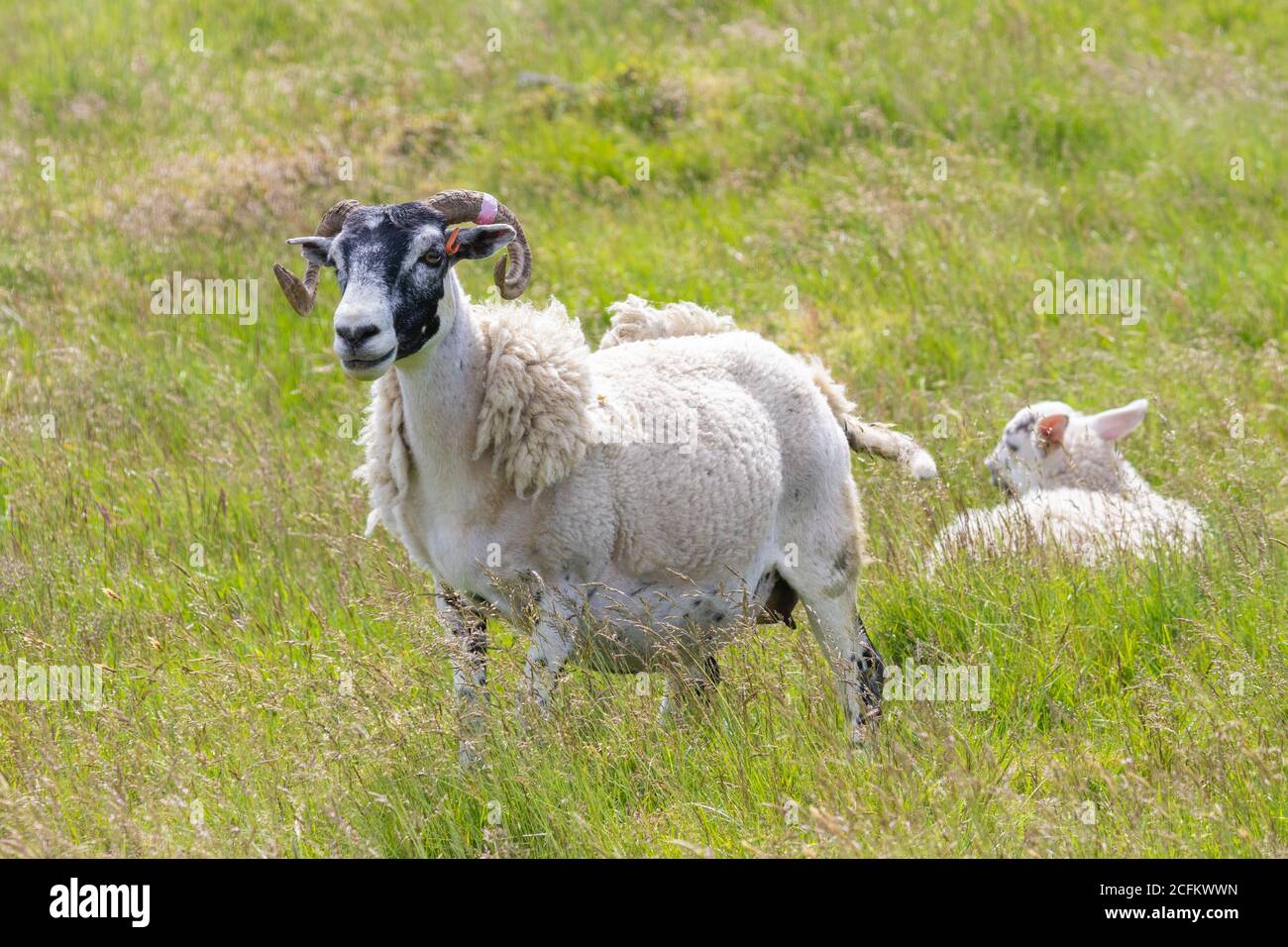 Sheep wool hanging hi-res stock photography and images - Alamy