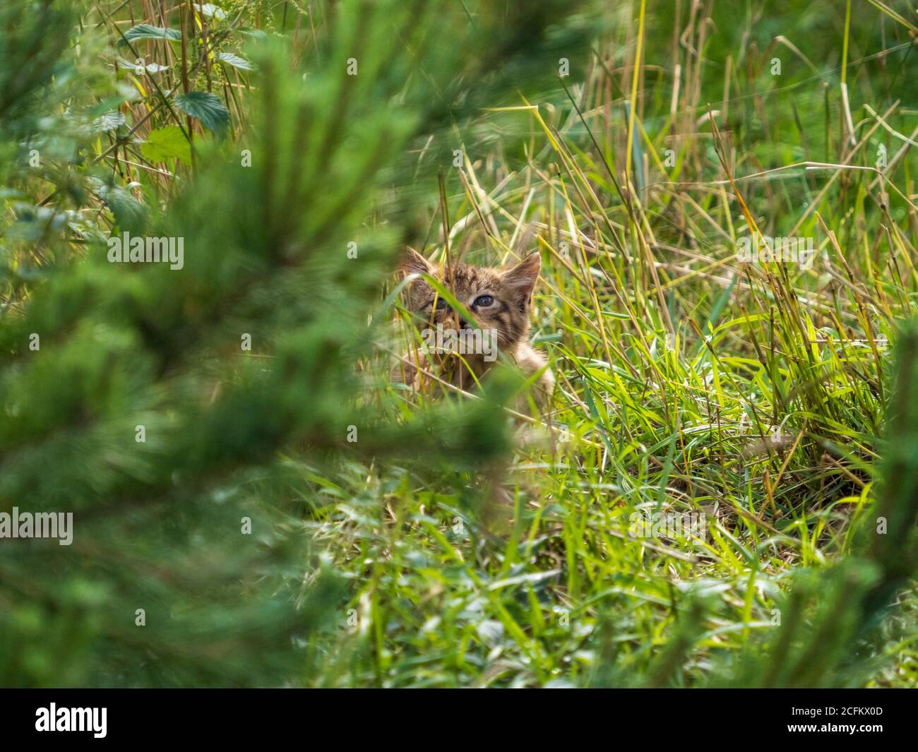 Young Scottish Wildcat Stock Photo - Alamy