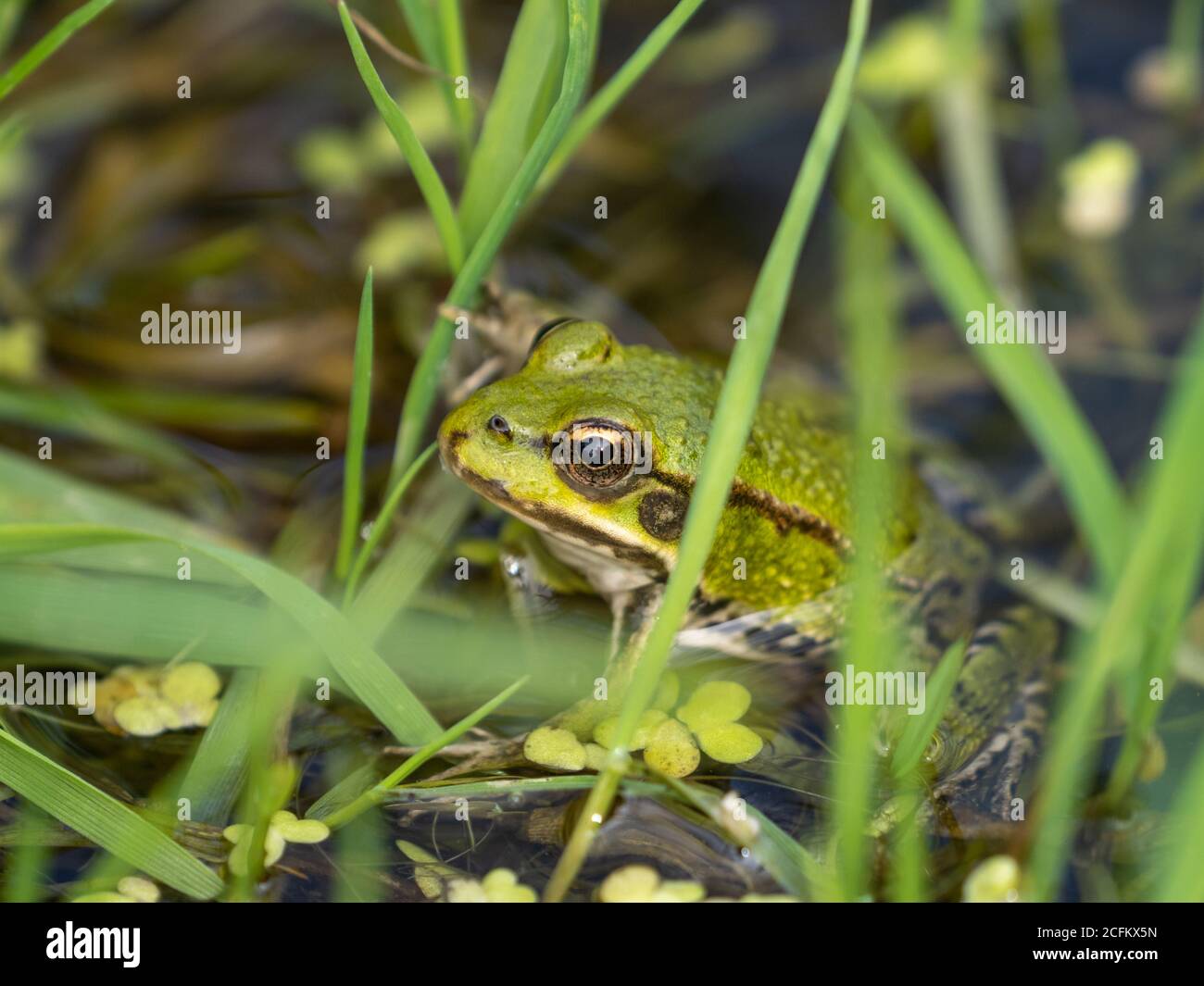 Juvenile Marsh Frog (about 2-3cm) Sitting on the Edge of a Pond Stock ...