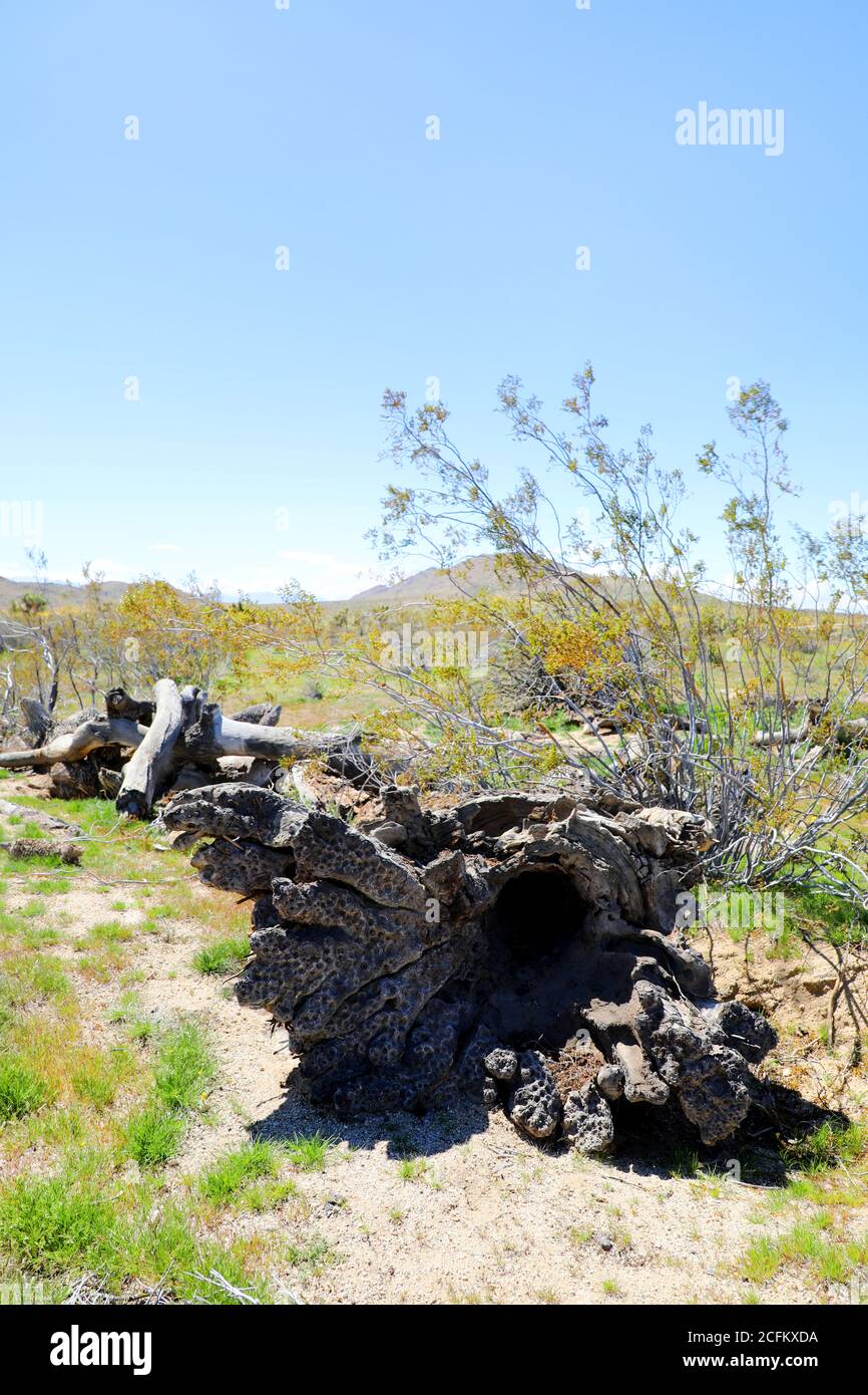Fallen tree in desert hi-res stock photography and images - Alamy