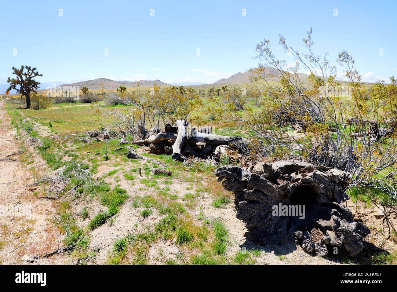 Fallen tree in desert hi-res stock photography and images - Alamy