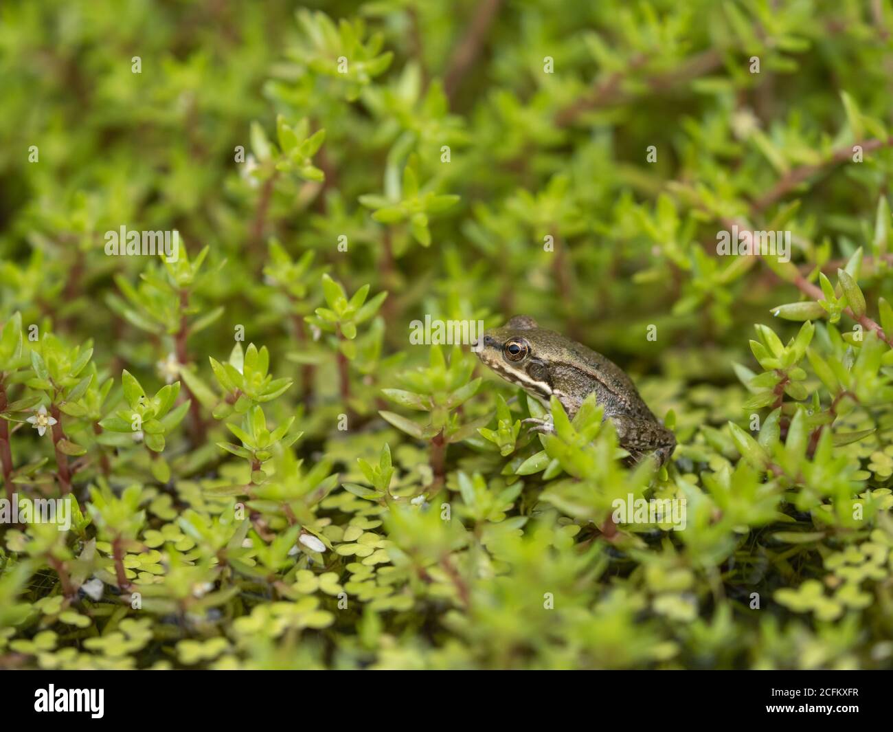 Baby Marsh Frog High Resolution Stock Photography and Images - Alamy