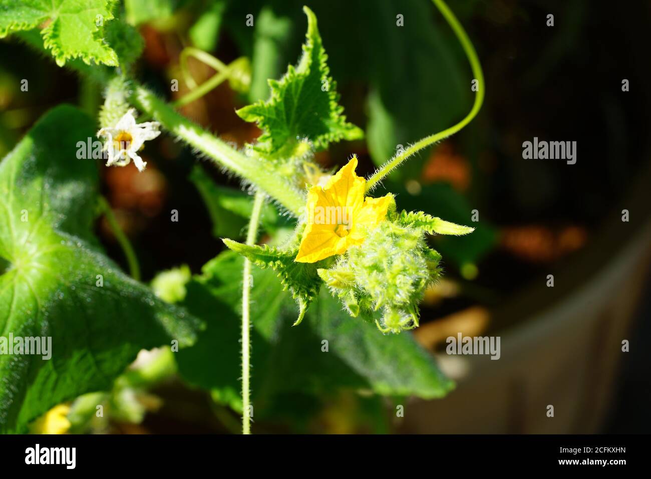 A yellow cucumber flower growing on a plant Stock Photo - Alamy