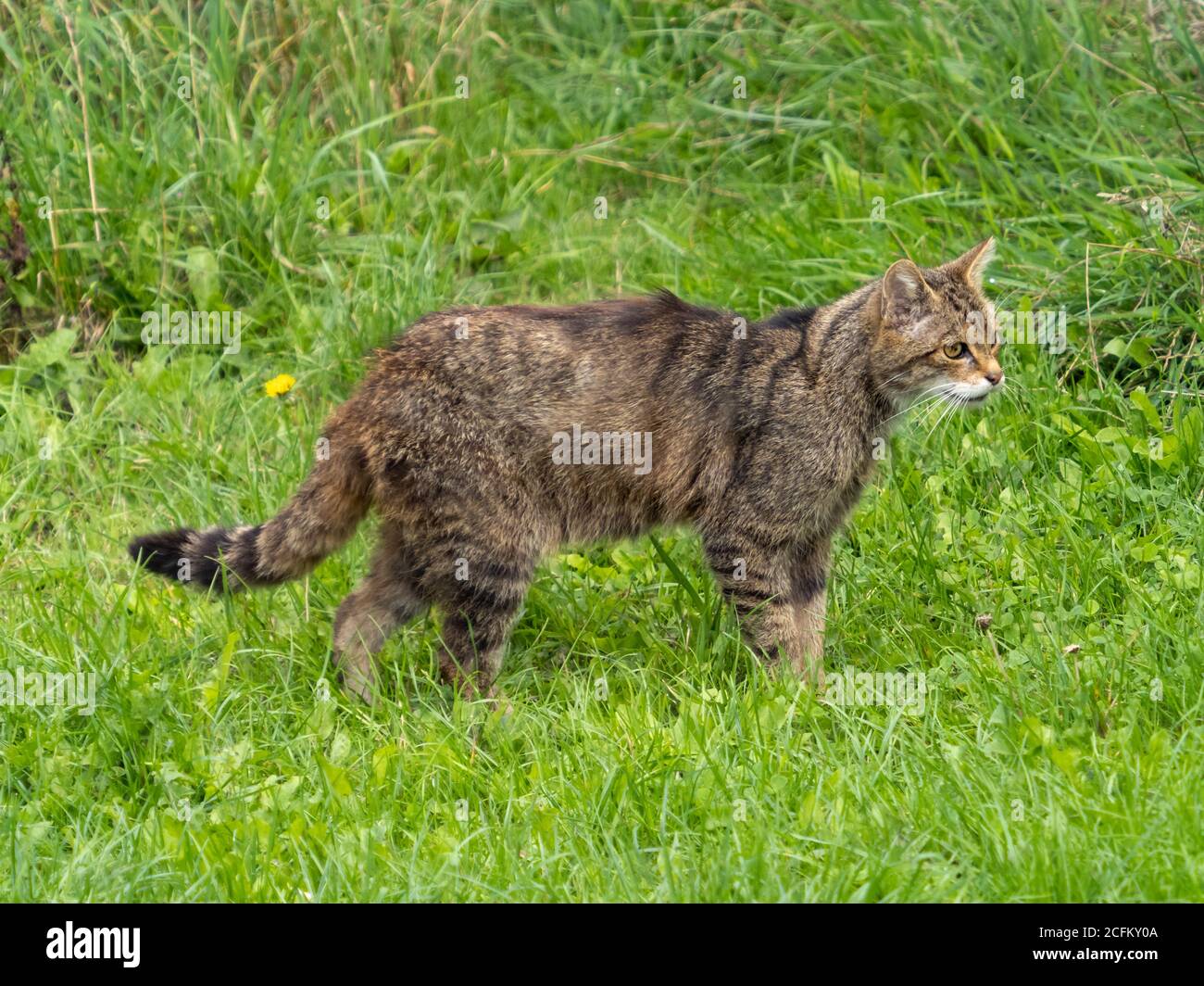 Female scottish wildcat hi-res stock photography and images - Alamy