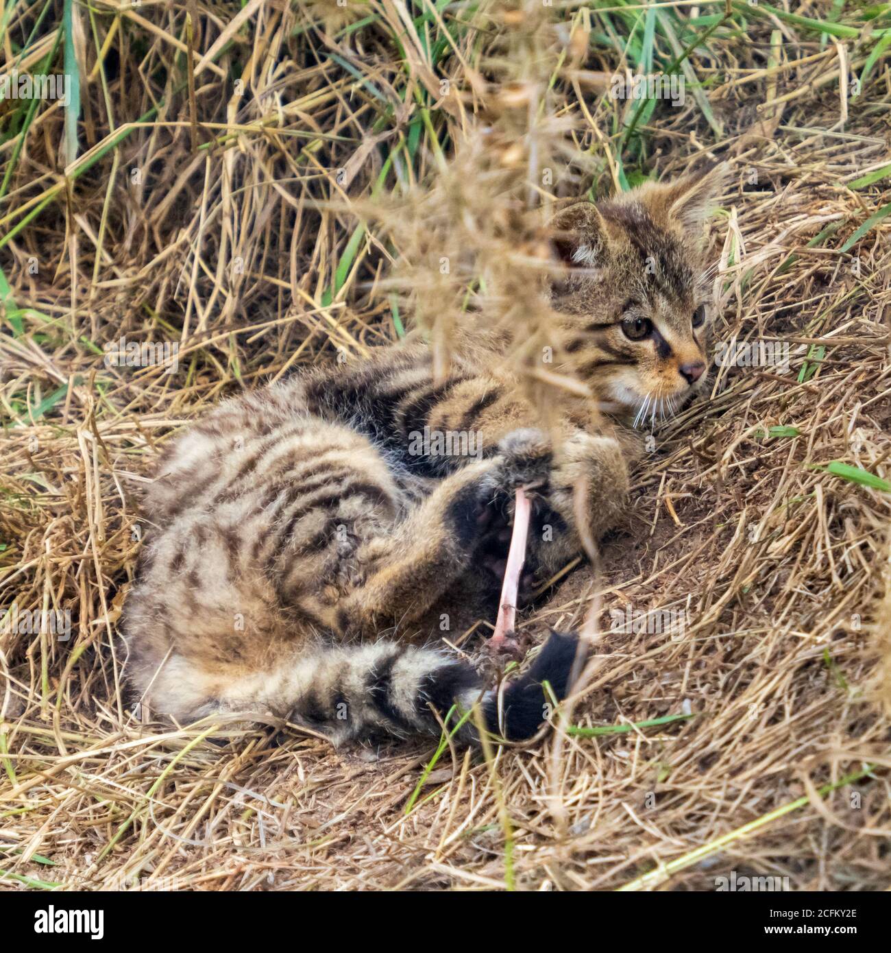 Young Scottish Wildcat Stock Photo - Alamy