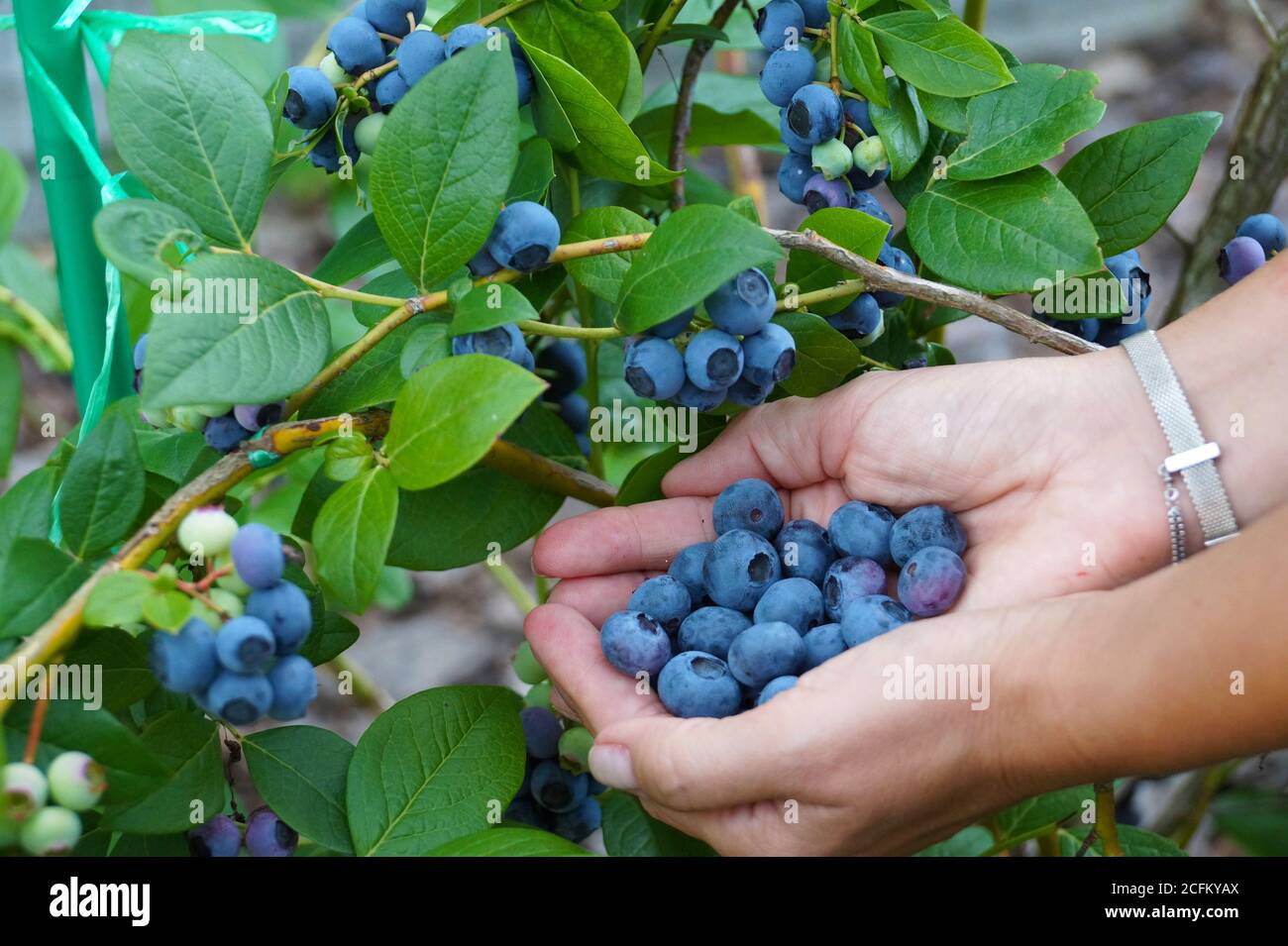 Fruit harvest time. Hands full of huge blueberry fruits Stock Photo - Alamy