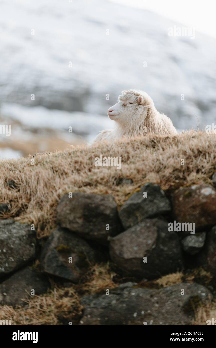 Sheep sheep sleep on ground hi-res stock photography and images - Alamy