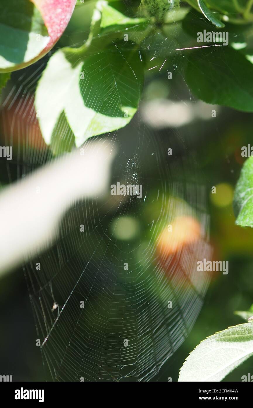 Spider Work High Resolution Stock Photography and Images - Alamy