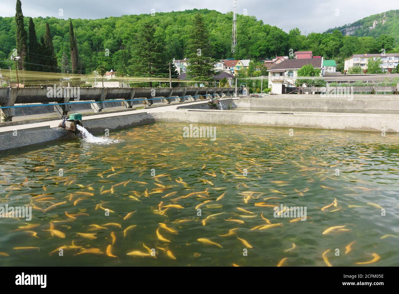 Adler, Sochi, Russia - may 04, 2019: an Artificial pond of trout farm ...