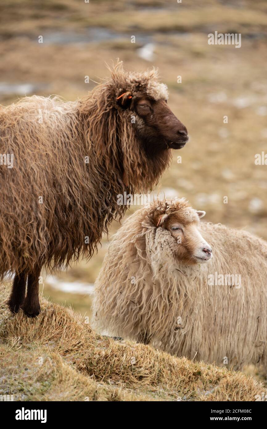 Wet sheep hi-res stock photography and images - Alamy