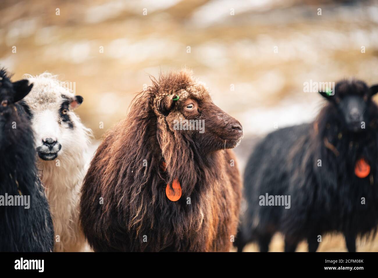 Wet wool sheep hi-res stock photography and images - Alamy