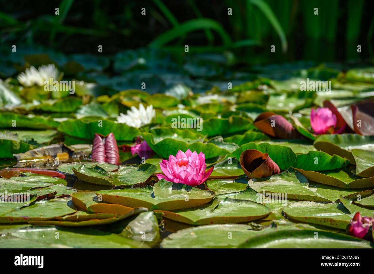 Red water lily AKA Nymphaea alba f. rosea in a lake Stock Photo - Alamy