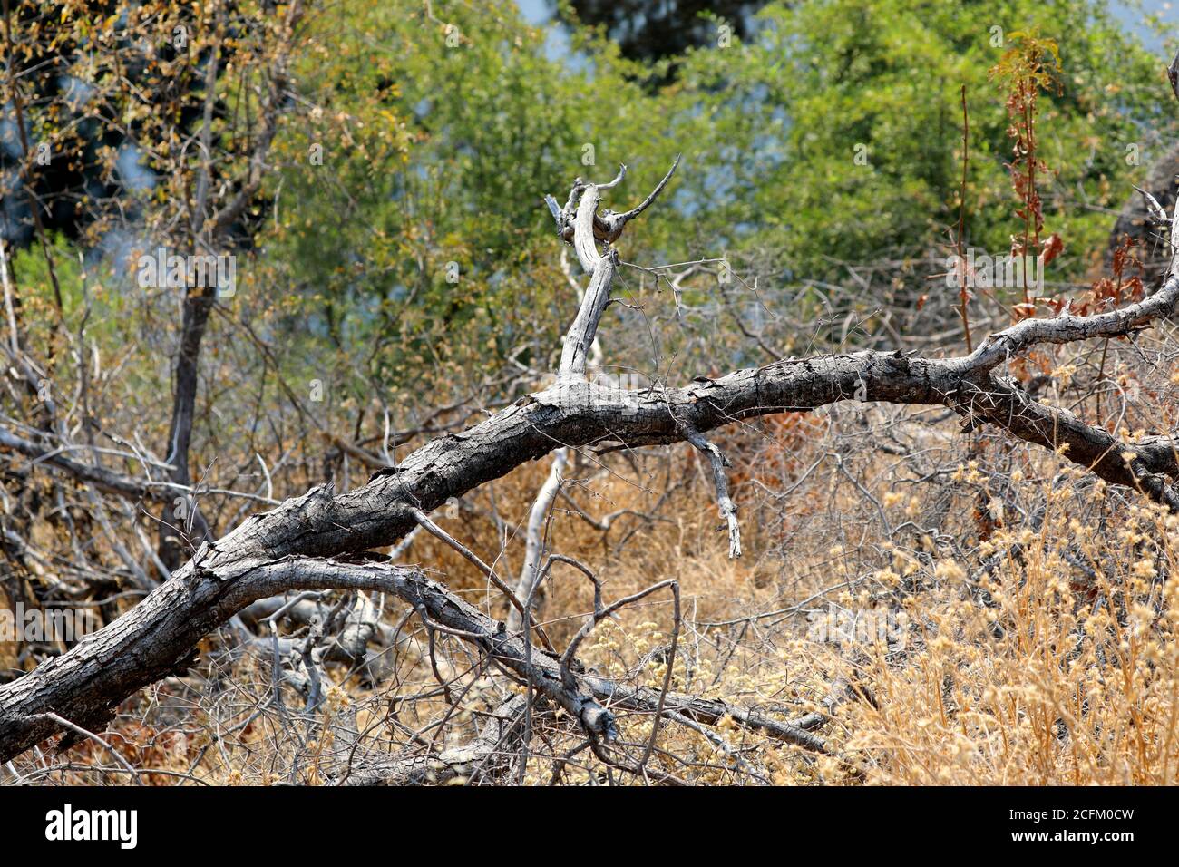 Dried Tree in Sequoia National Park, California, USA Stock Photo - Alamy