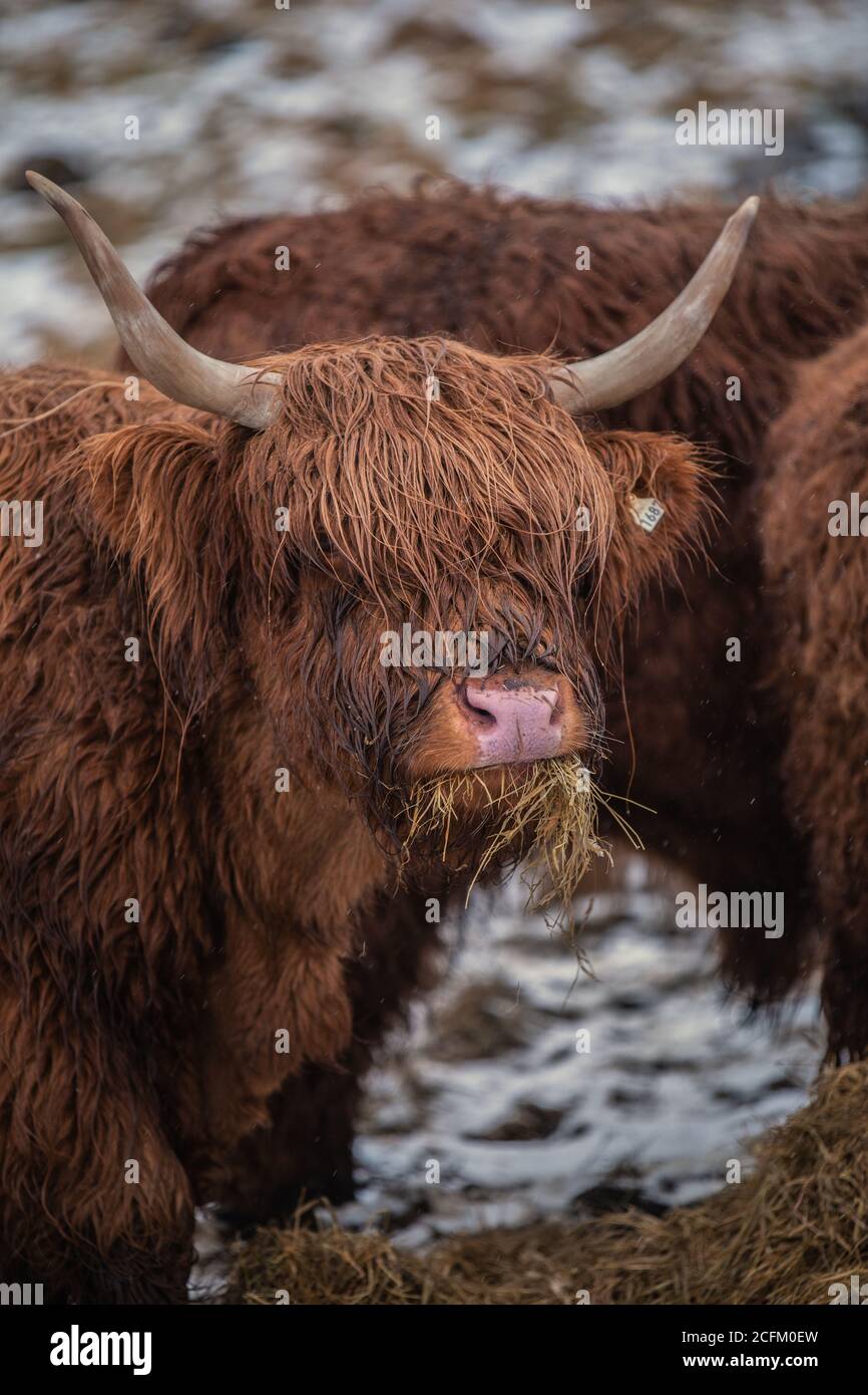 Highland cow with wet fluff eating dried grass while pasturing on snowy ...