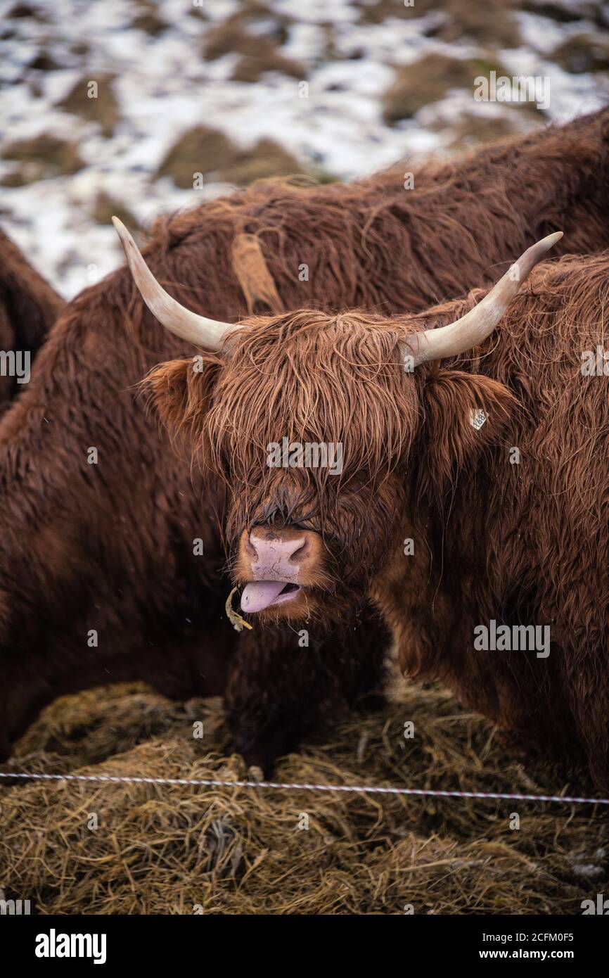 Highland cow with wet fluff eating dried grass while pasturing on snowy ...