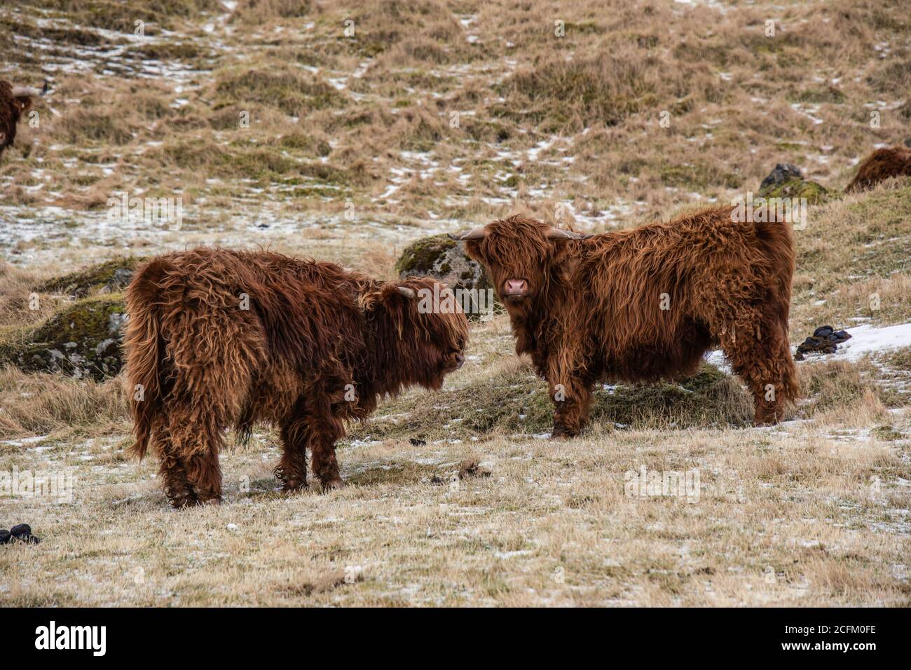 Highland cow with wet fluff eating dried grass while pasturing on snowy ...