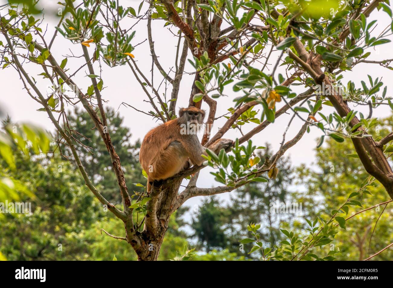 Captive patas monkey, Erythrocebus patas, sitting in tree in Seatle zoo ...