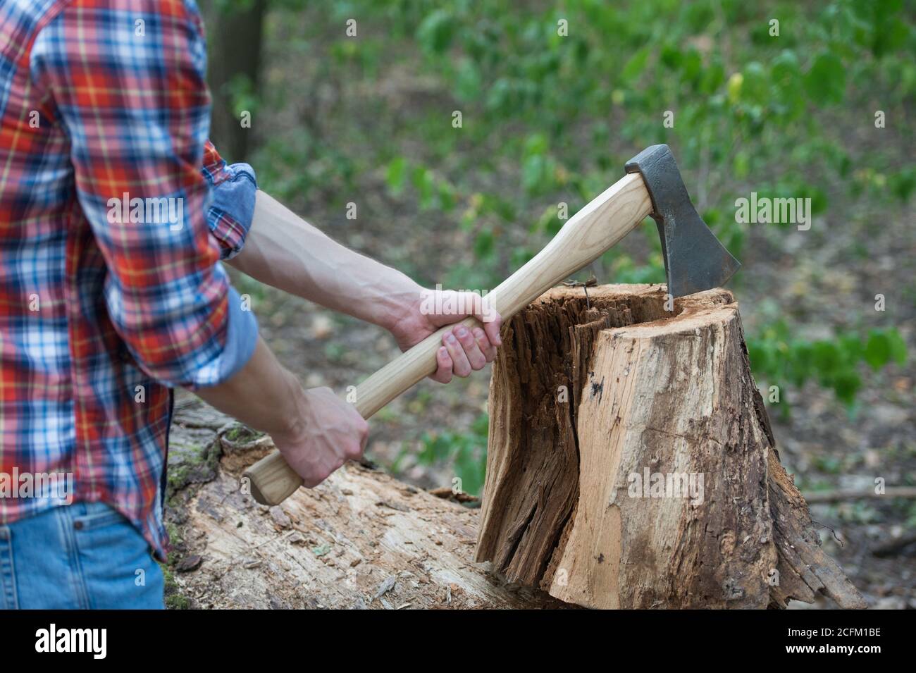 Cutting some firewood. Chopping wood. Wood chopper in male hands ...