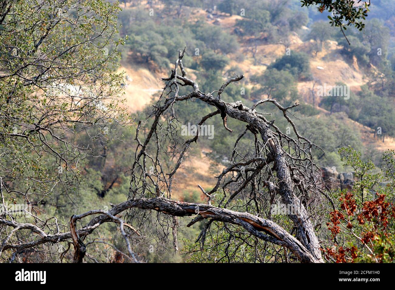 Dried tree in sequoia hi-res stock photography and images - Alamy