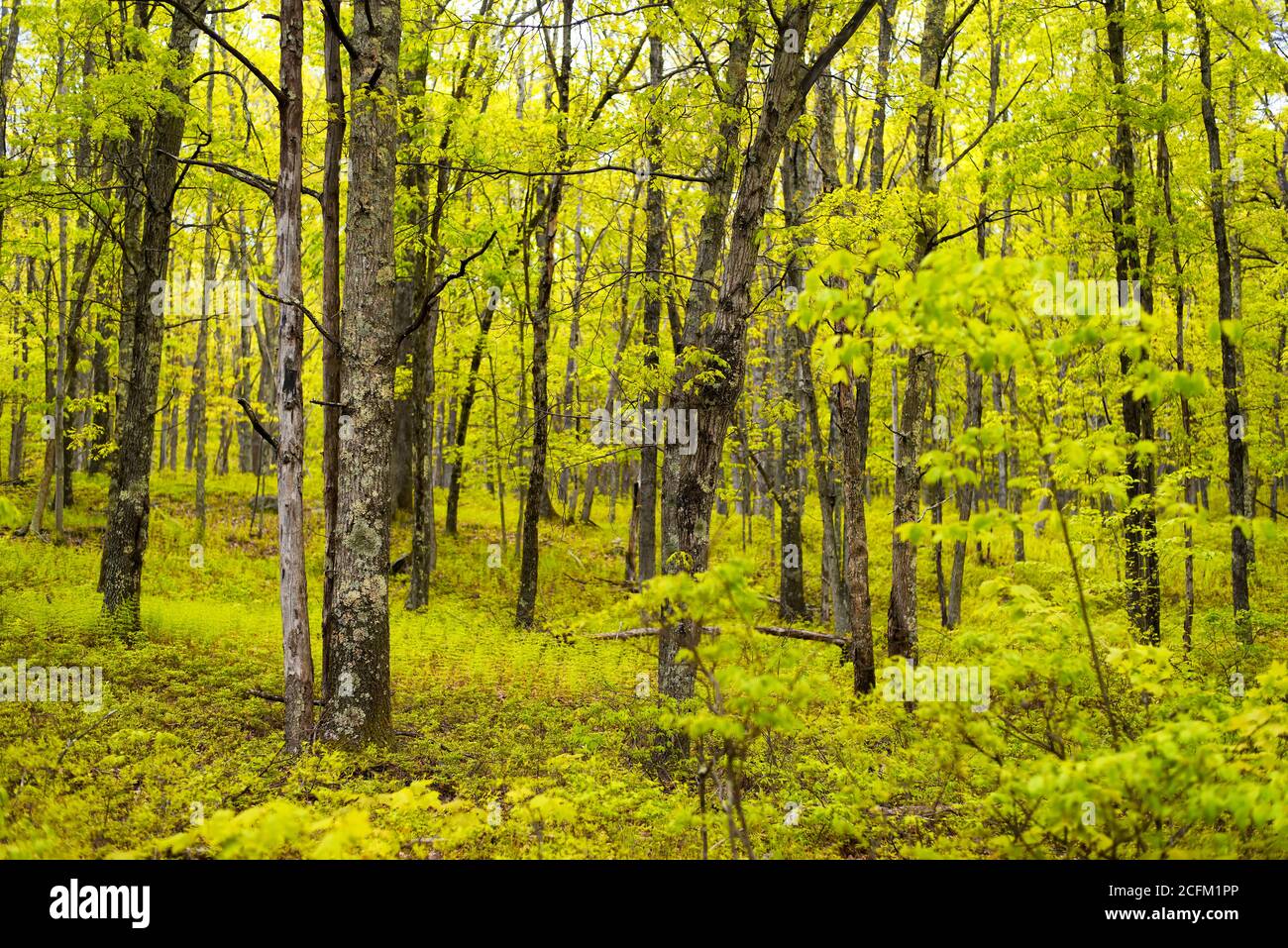 A forest within the bushkill falls scenic area in Pennsylvania in early ...