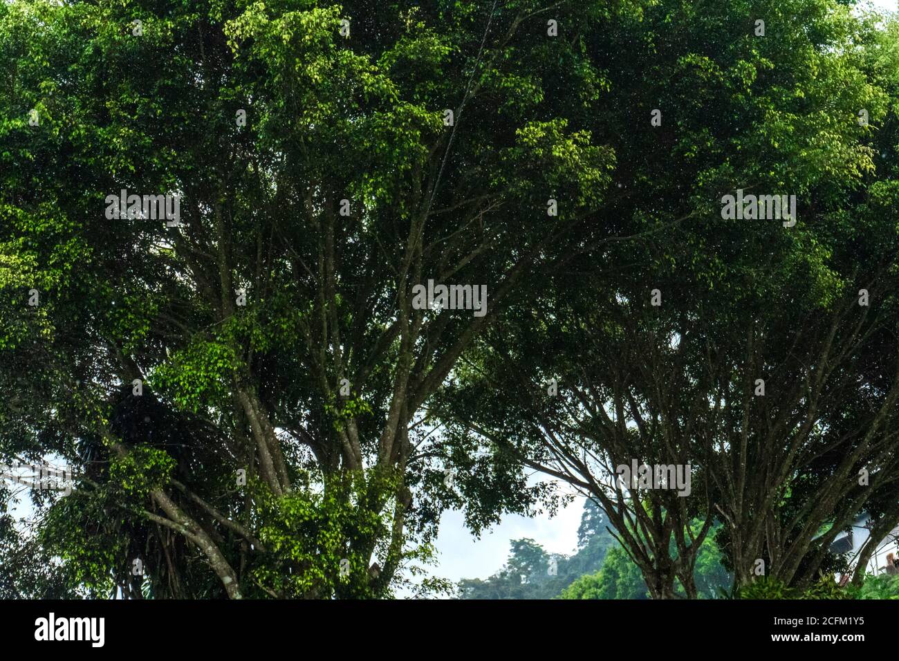 An unusual lush green twin tree. Two trees with a tunnel between Stock ...
