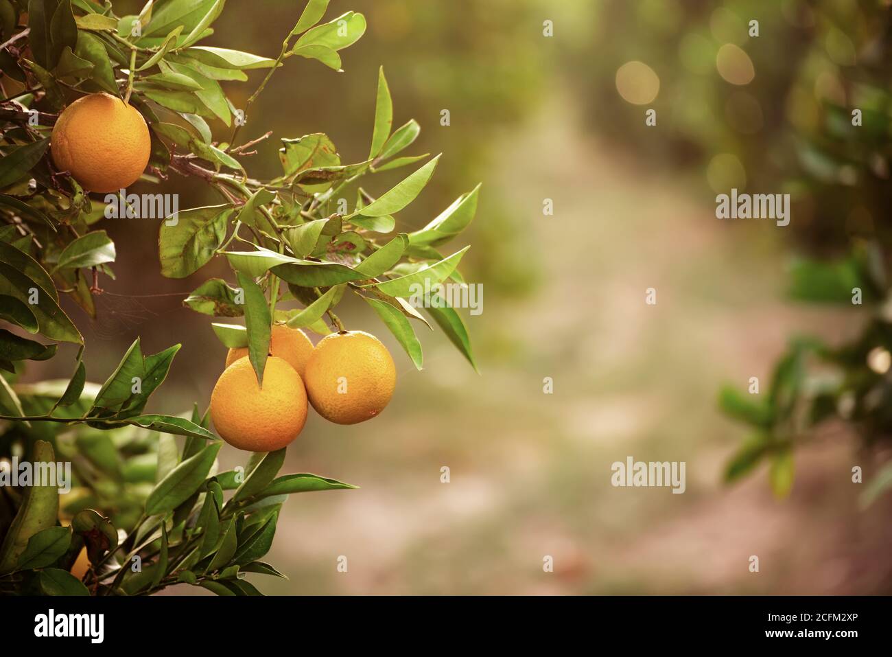 Tangerine sunny garden with green leaves and ripe fruits. Mandarin ...