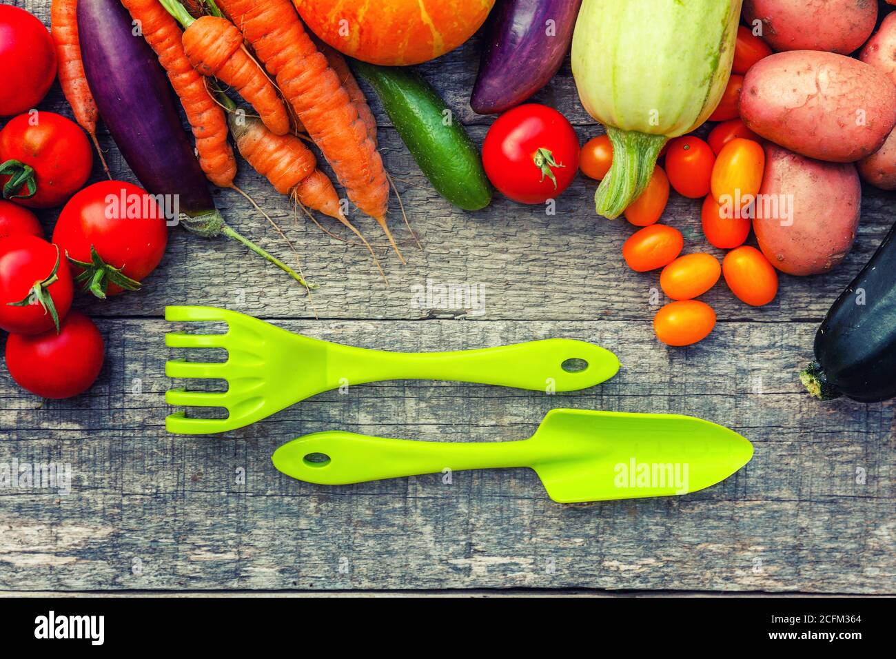 Assortment different fresh organic vegetables and gardening tools on ...