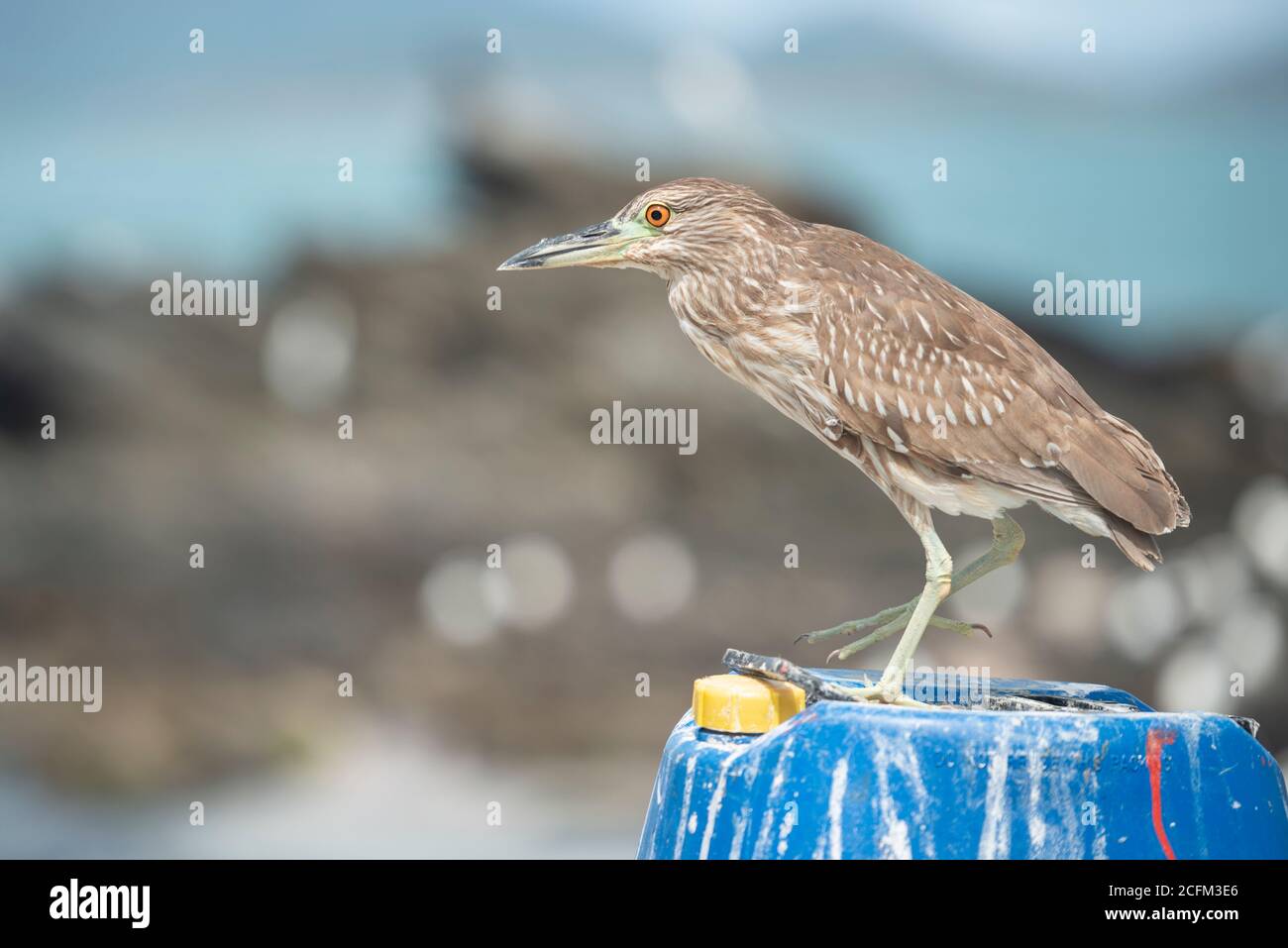 Black-crowned night heron (Nycticorax nycticorax Stock Photo - Alamy