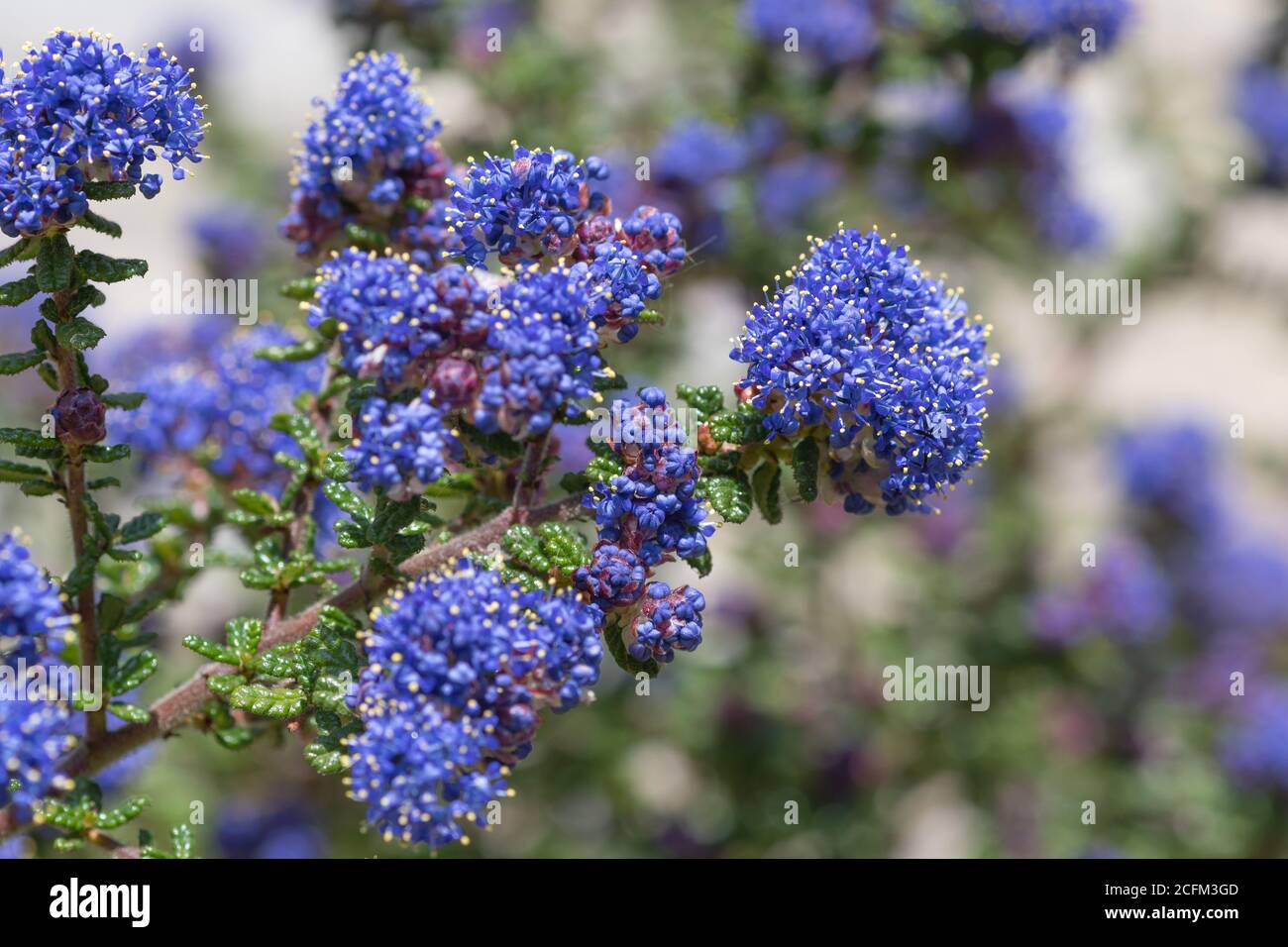 Close up of flowers on a California lilac (ceanothus) plant Stock Photo ...