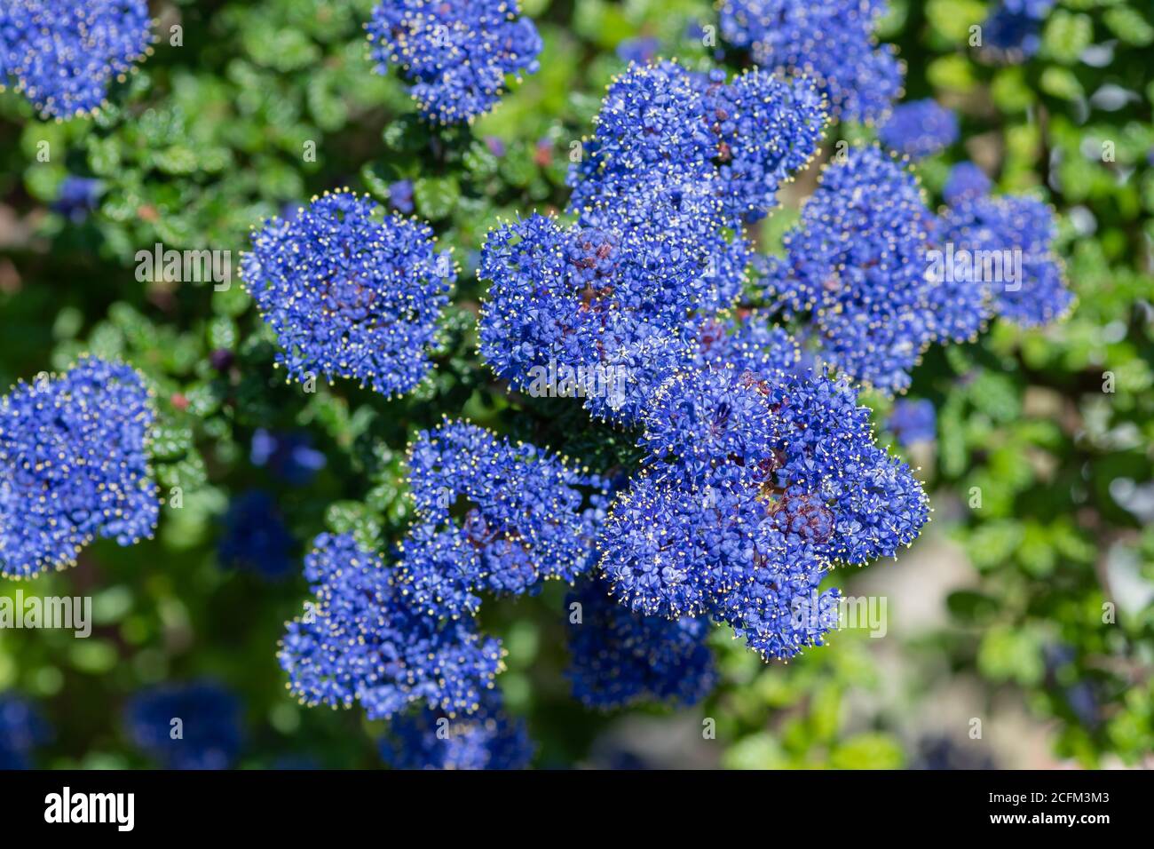 Close up of flowers on a California lilac (ceanothus) plant Stock Photo ...