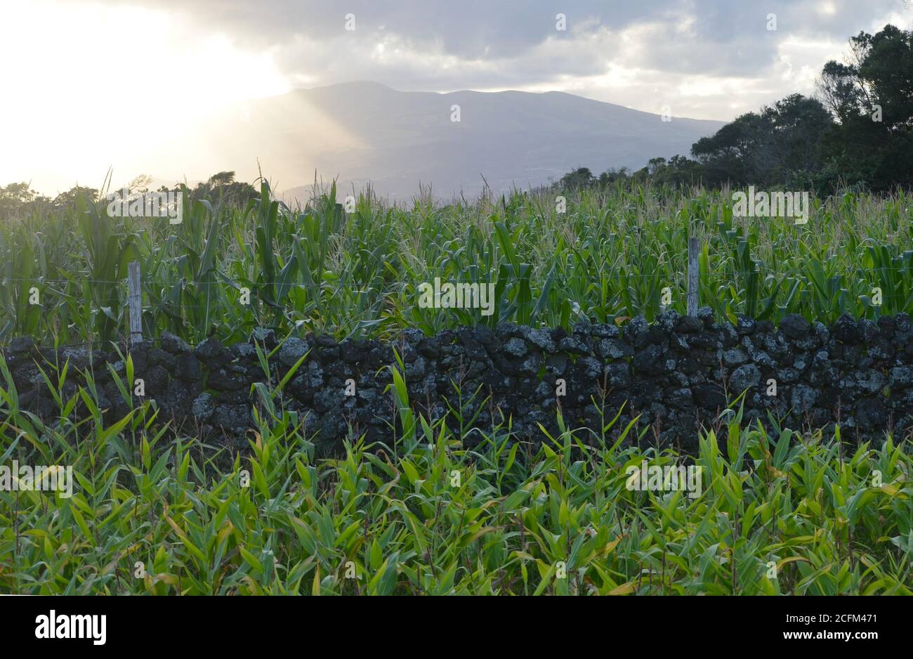 Small-scale maize production in the island of Pico, Azores archipelago ...