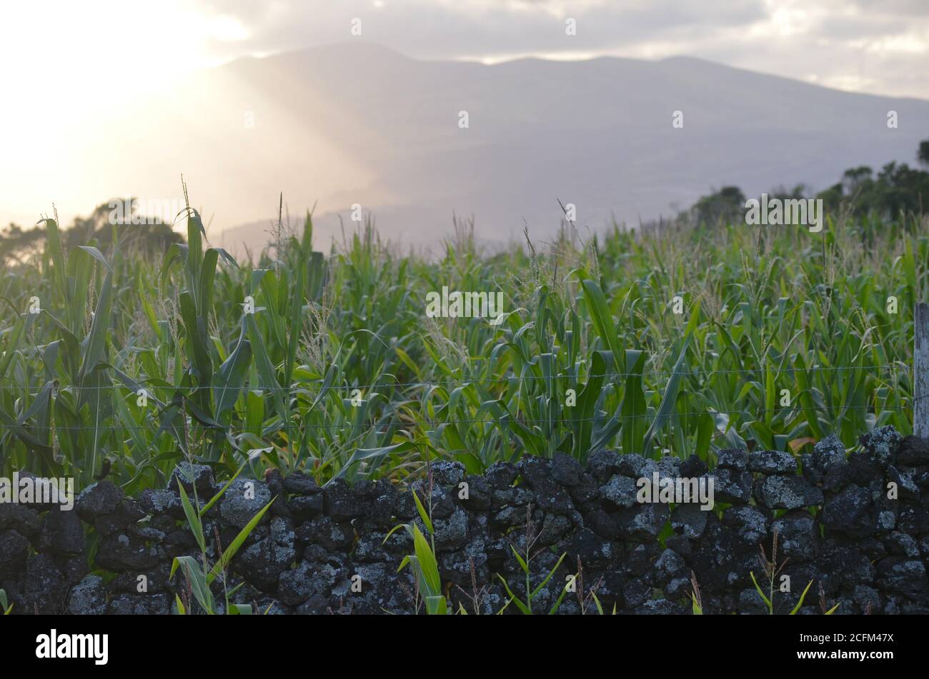 Small-scale maize production in the island of Pico, Azores archipelago ...