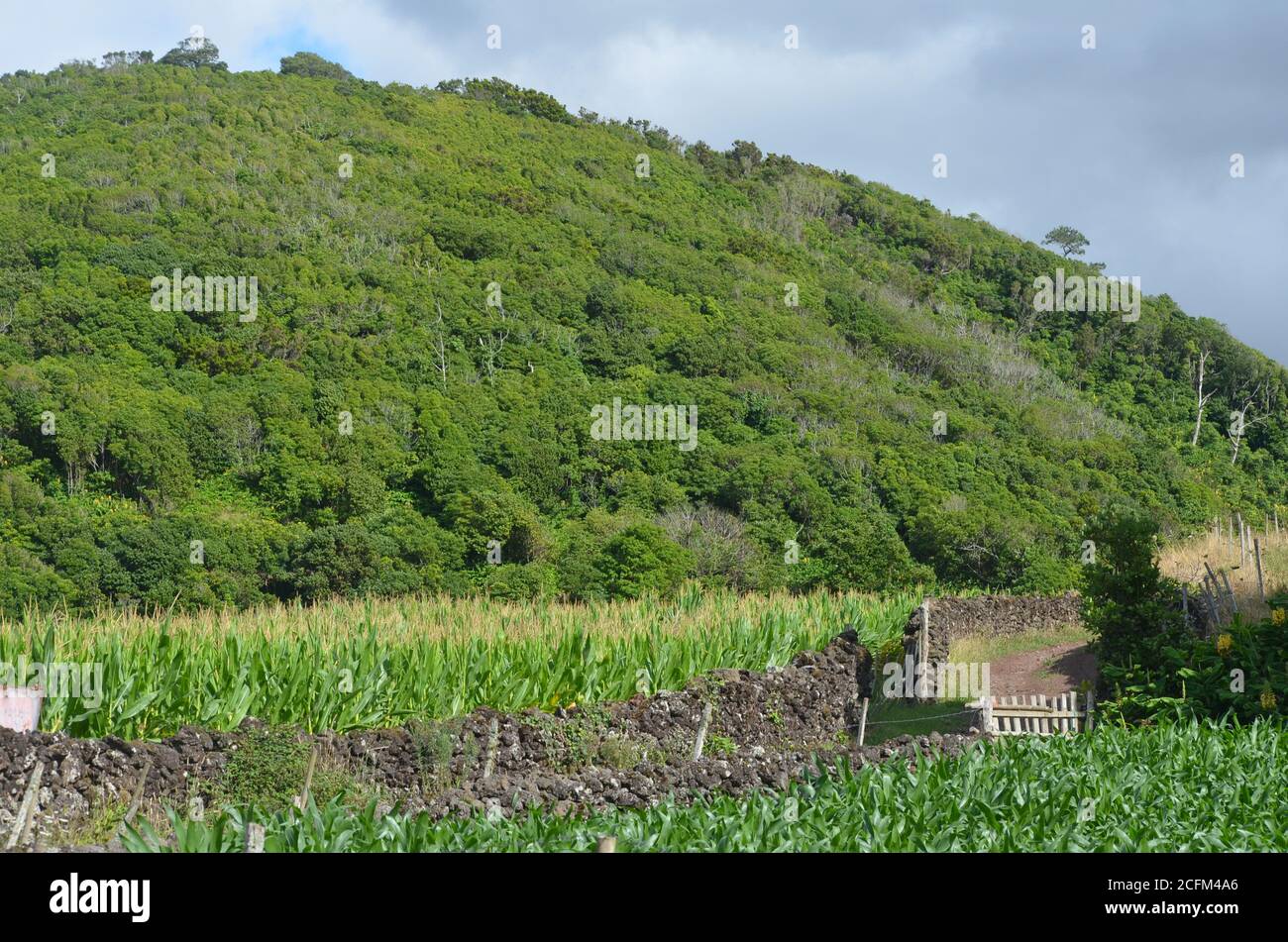 Small-scale maize production in the island of Pico, Azores archipelago ...