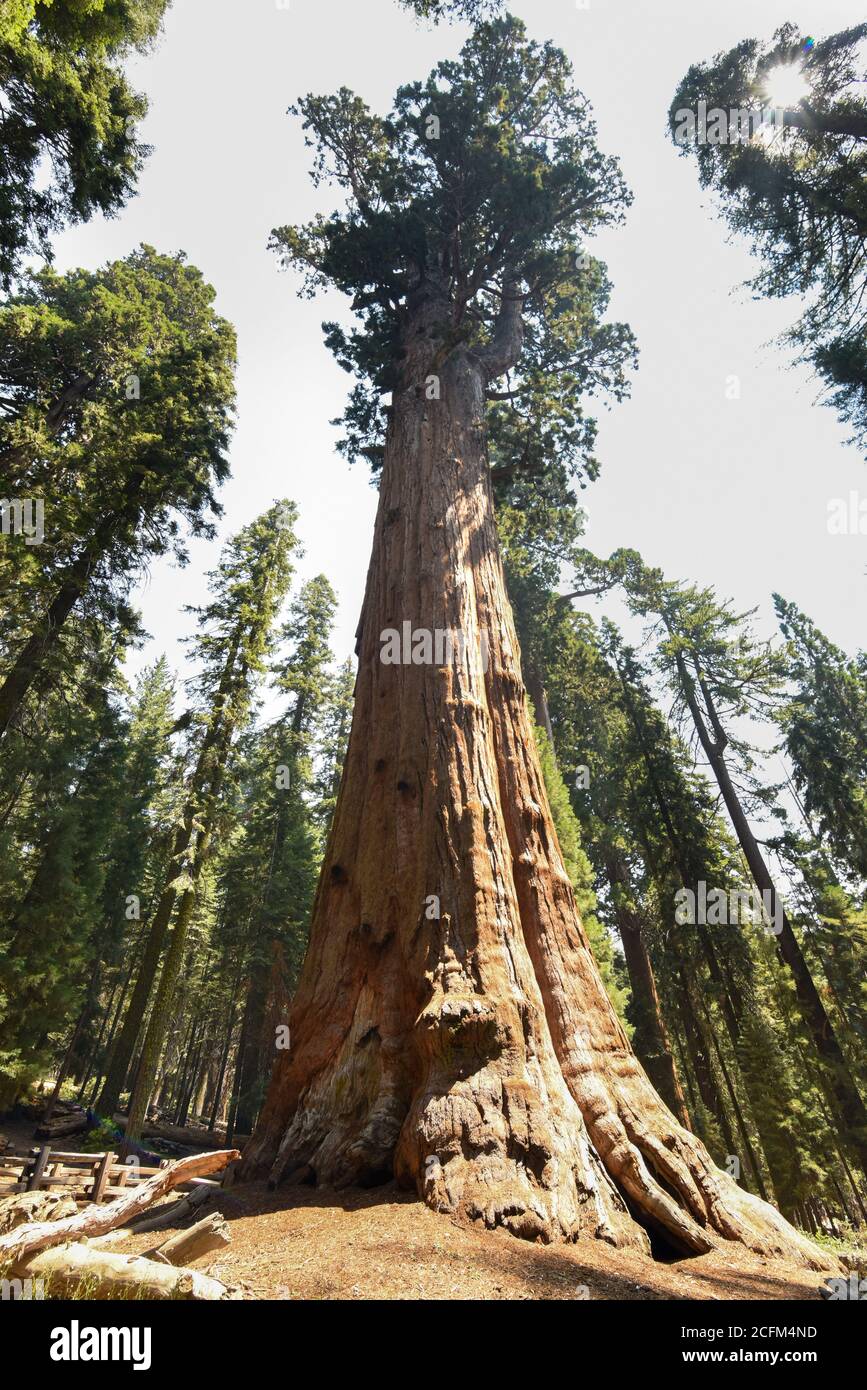 The General Sherman Stock Photo - Alamy