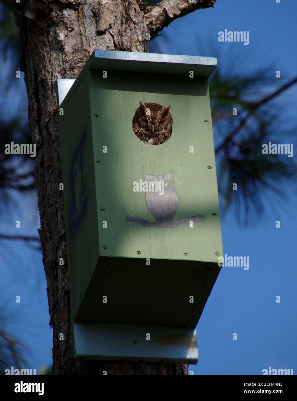 Owl box hi-res stock photography and images - Alamy