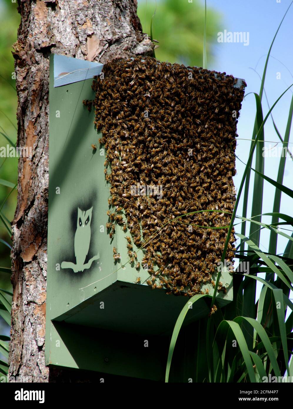 Bees swarm owl house Stock Photo - Alamy