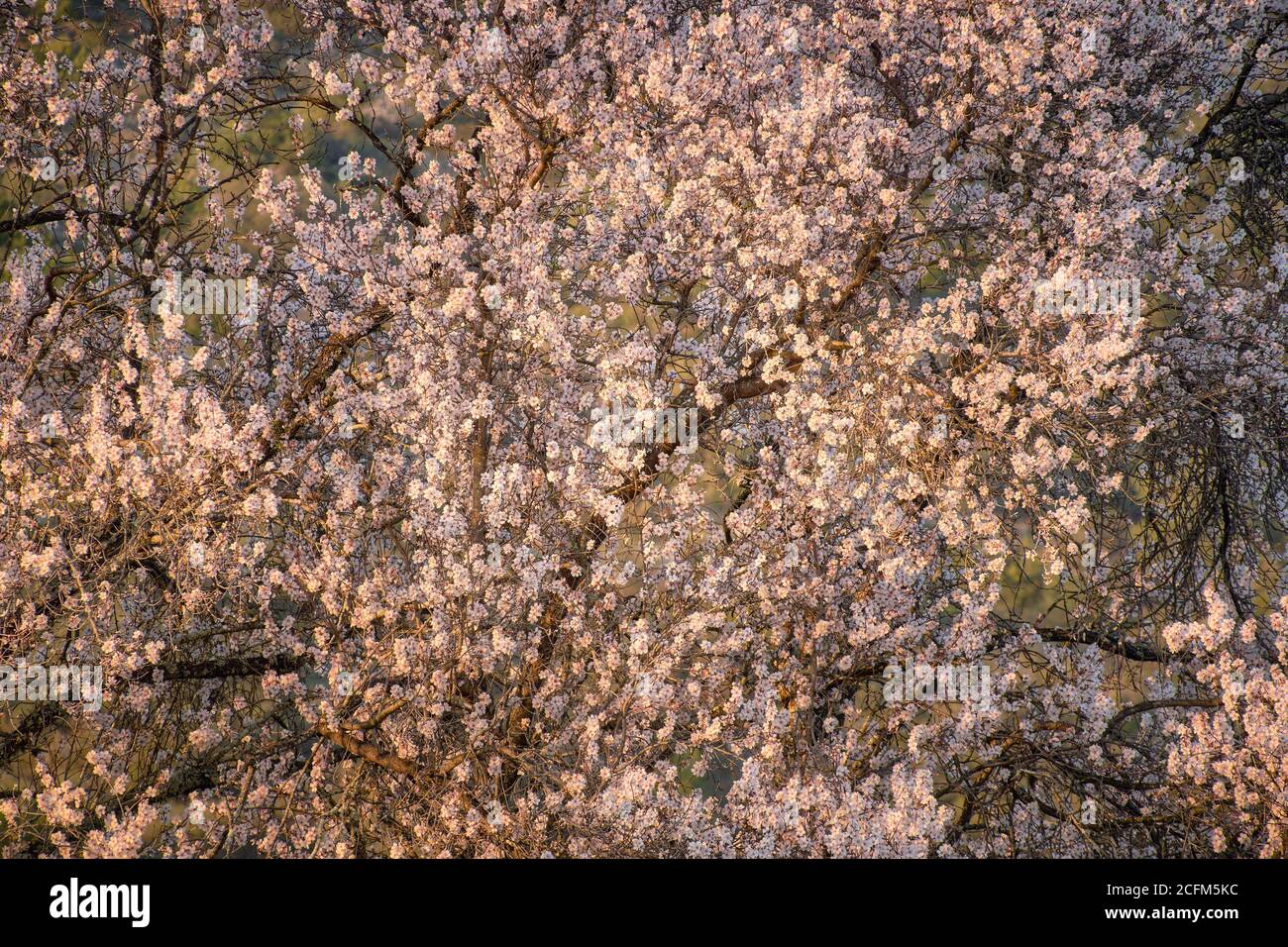 Nave do barao hi-res stock photography and images - Alamy