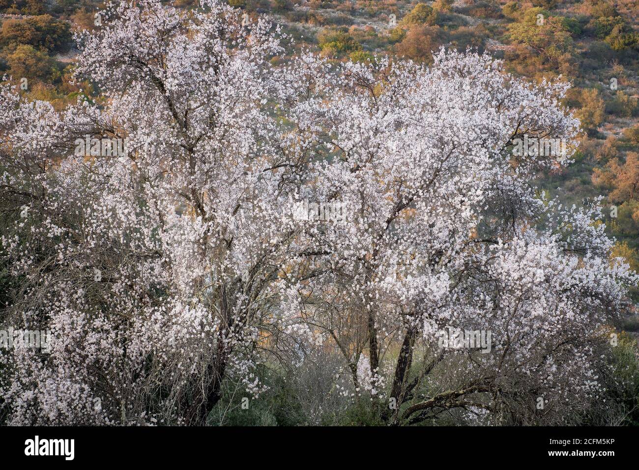 Nave do barao hi-res stock photography and images - Alamy