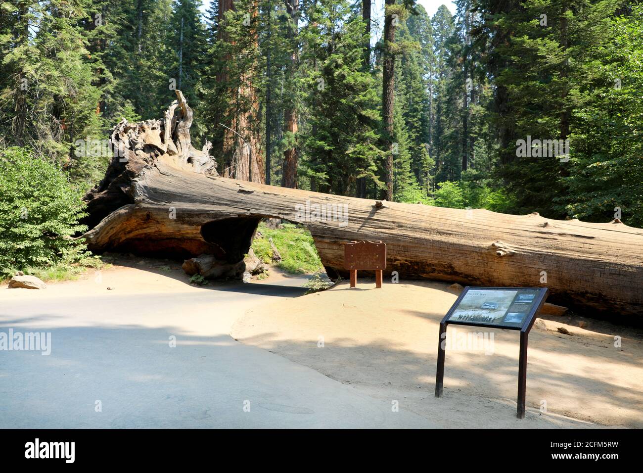California tunnel tree giant sequoia hi-res stock photography and ...