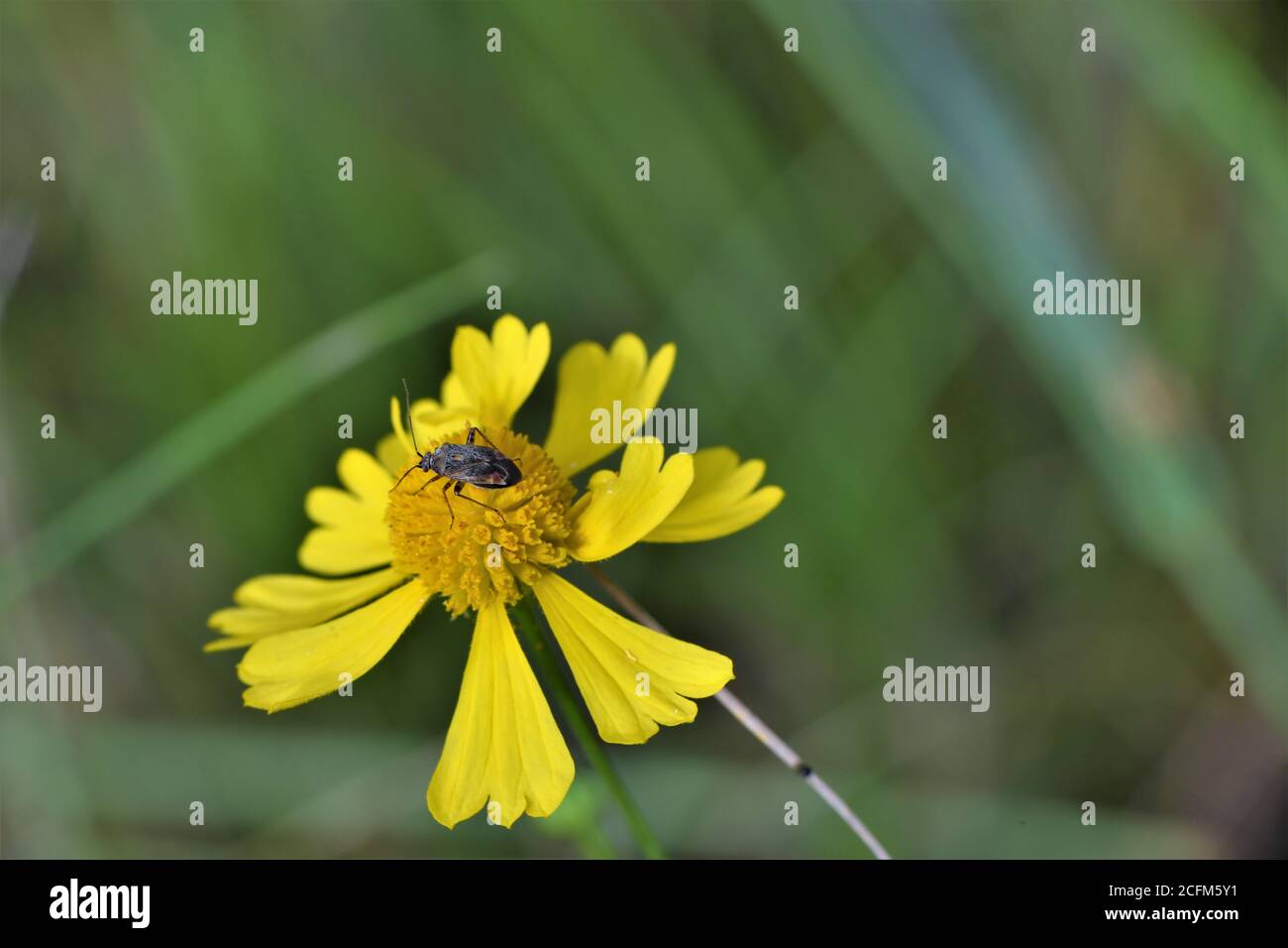 Calliopsis hi-res stock photography and images - Alamy