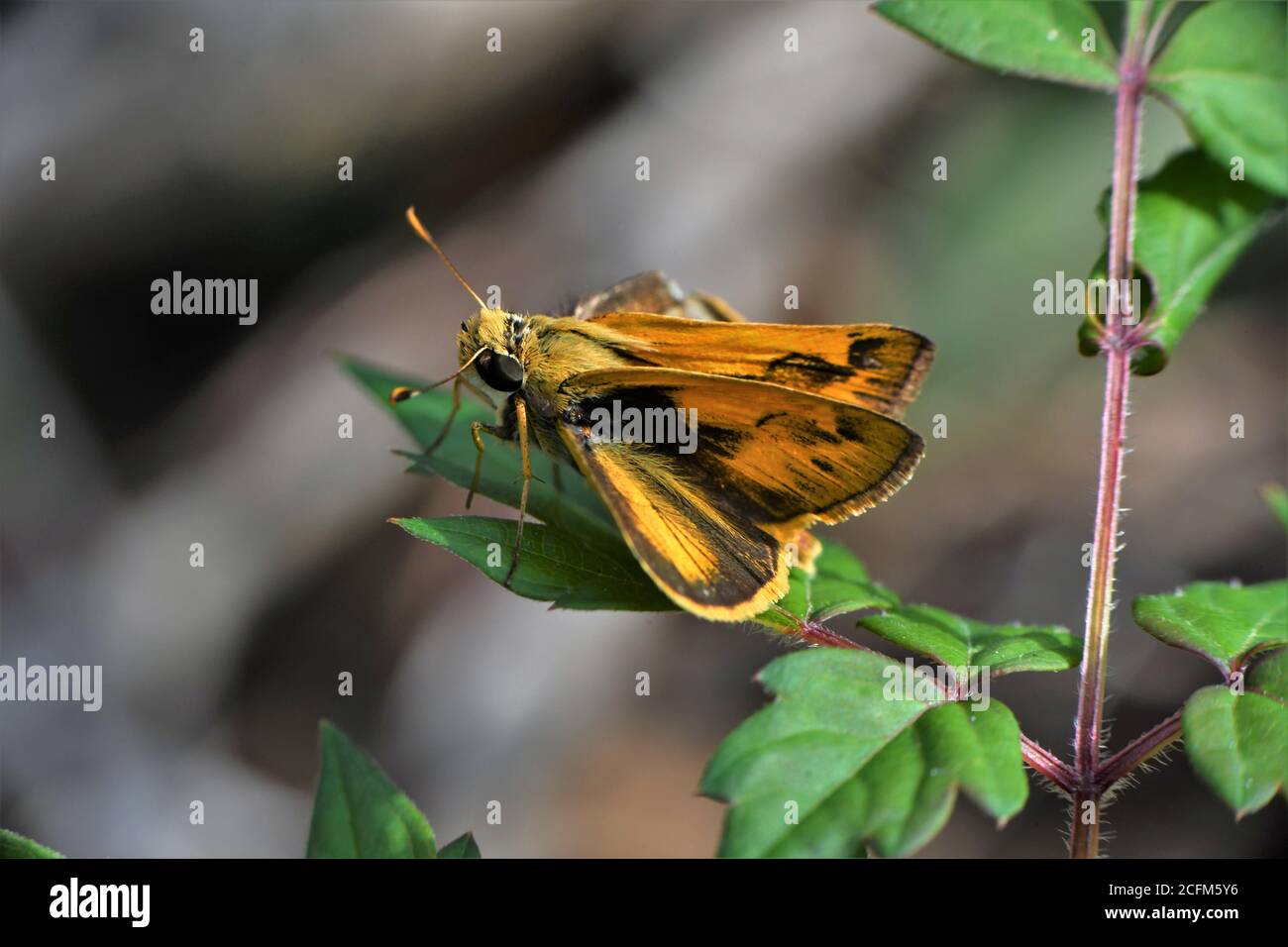 Whirlabout or grass skipper butterfly Stock Photo - Alamy