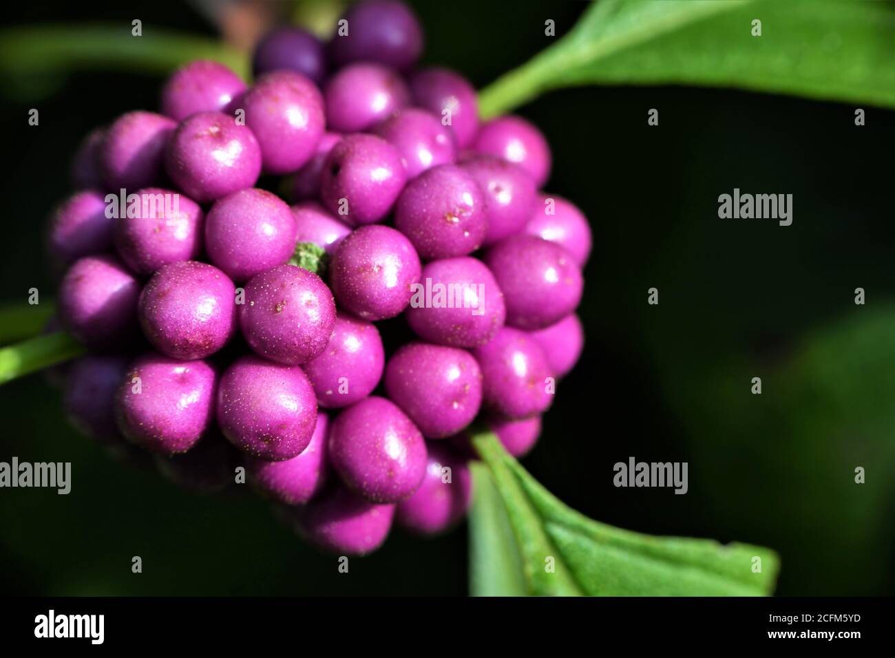 Cluster of purple berries hi-res stock photography and images - Alamy