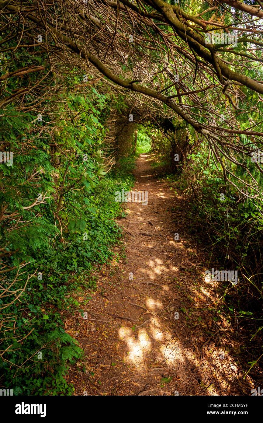 Narrow tree tunnel with overhanging branches in the foreground Stock ...