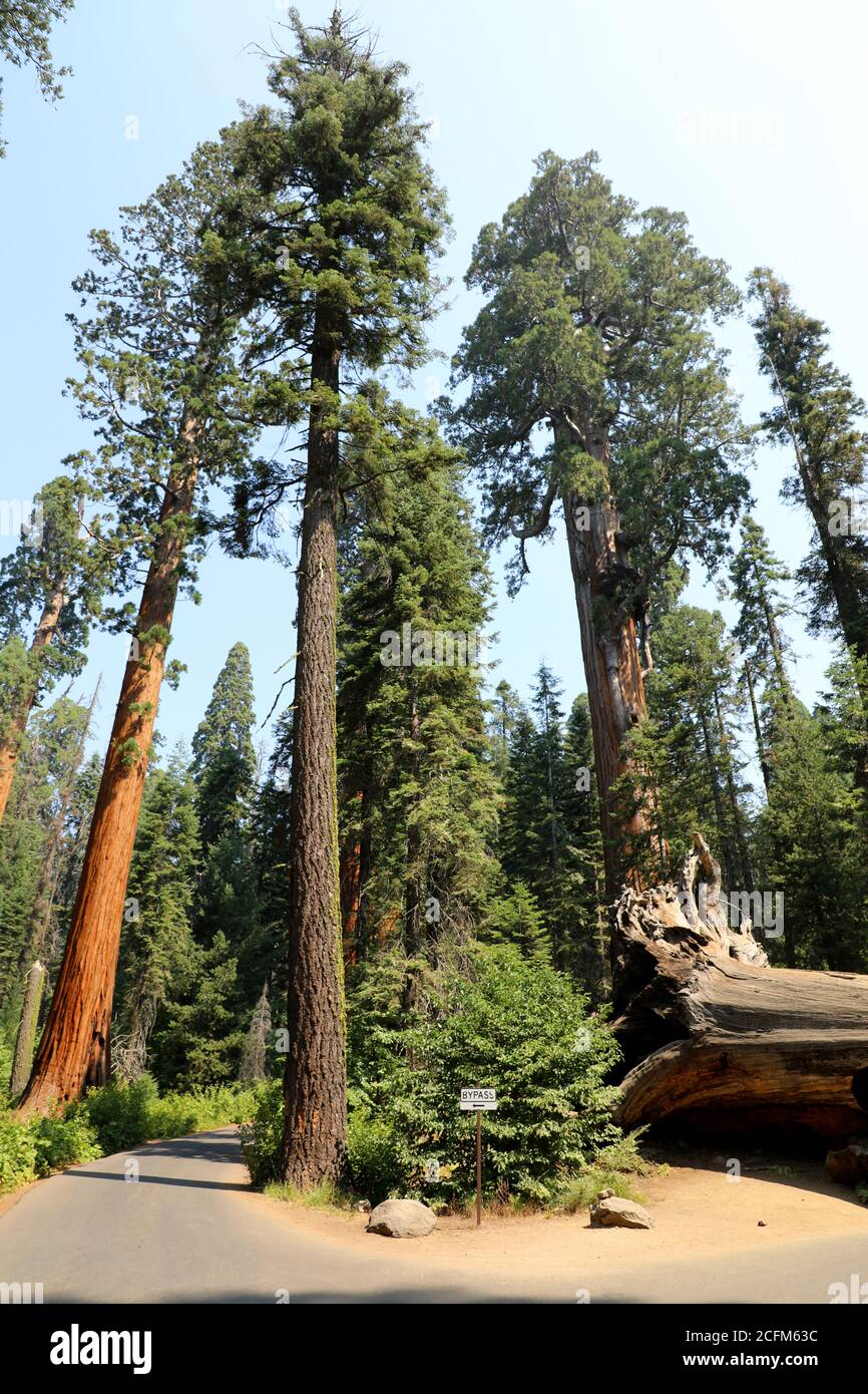 Redwood national park giant trees hi-res stock photography and images ...