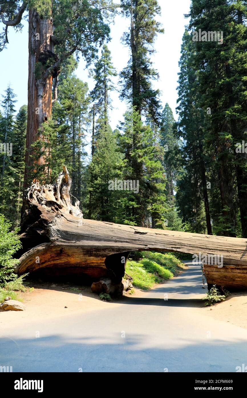 Tunnel Log Giant Tree in Sequoia and Kings Canyon National Park ...